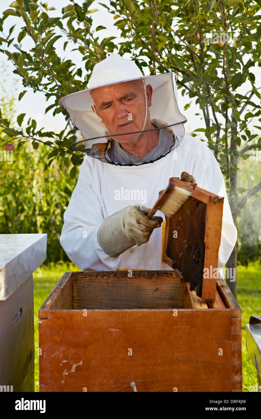 Mature beekeeper working beehive in hi-res stock photography and images ...