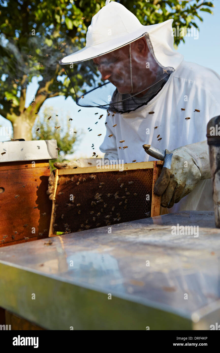 Backyard beekeeper hi-res stock photography and images - Alamy