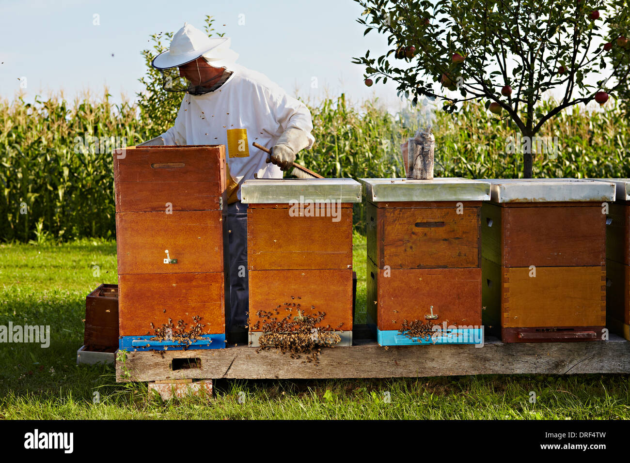 Beekeeper In Garden, Croatia, Europe Stock Photo - Alamy