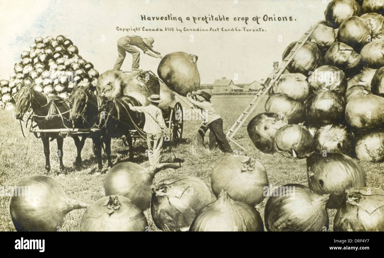 A profitable crop of Onions grown in Canada Stock Photo - Alamy