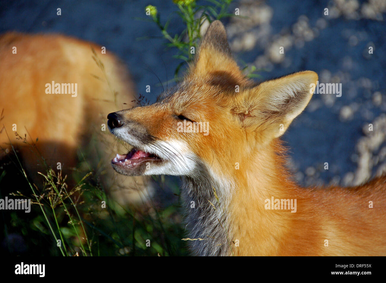 Funny fox face hi-res stock photography and images - Alamy