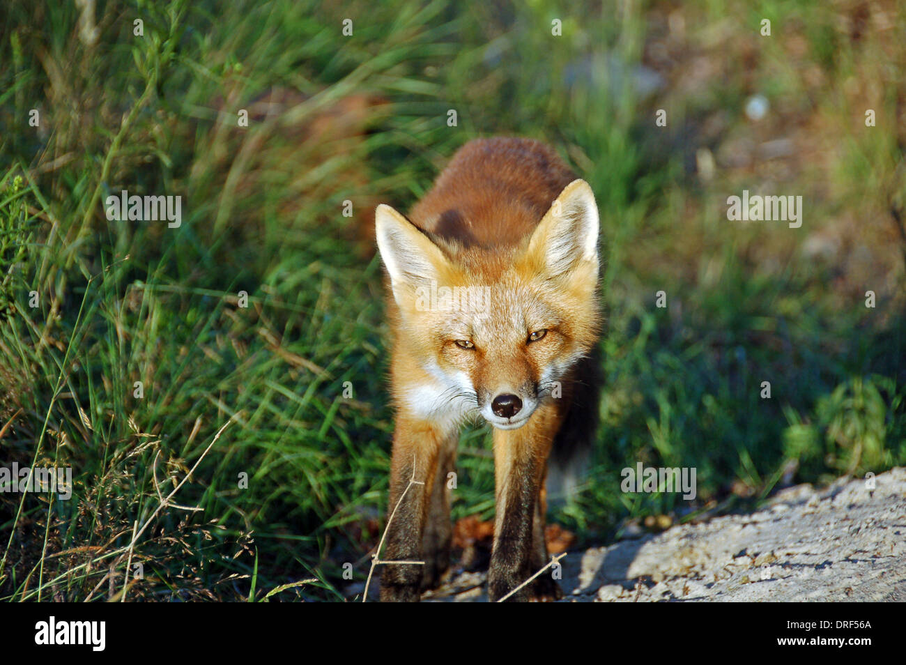 Red fox in a field hi-res stock photography and images - Alamy