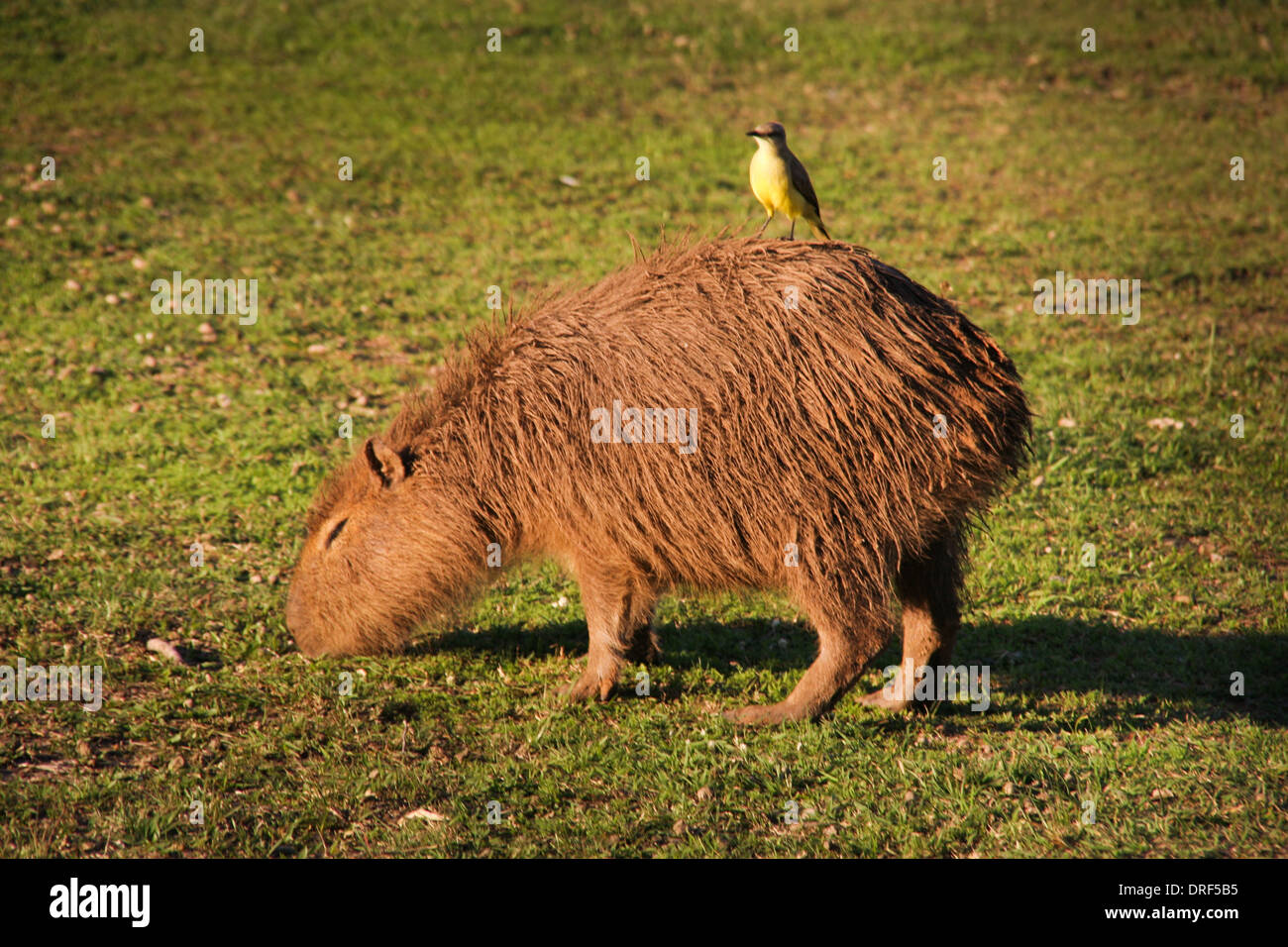Capybara rodent in South America Stock Photo - Alamy