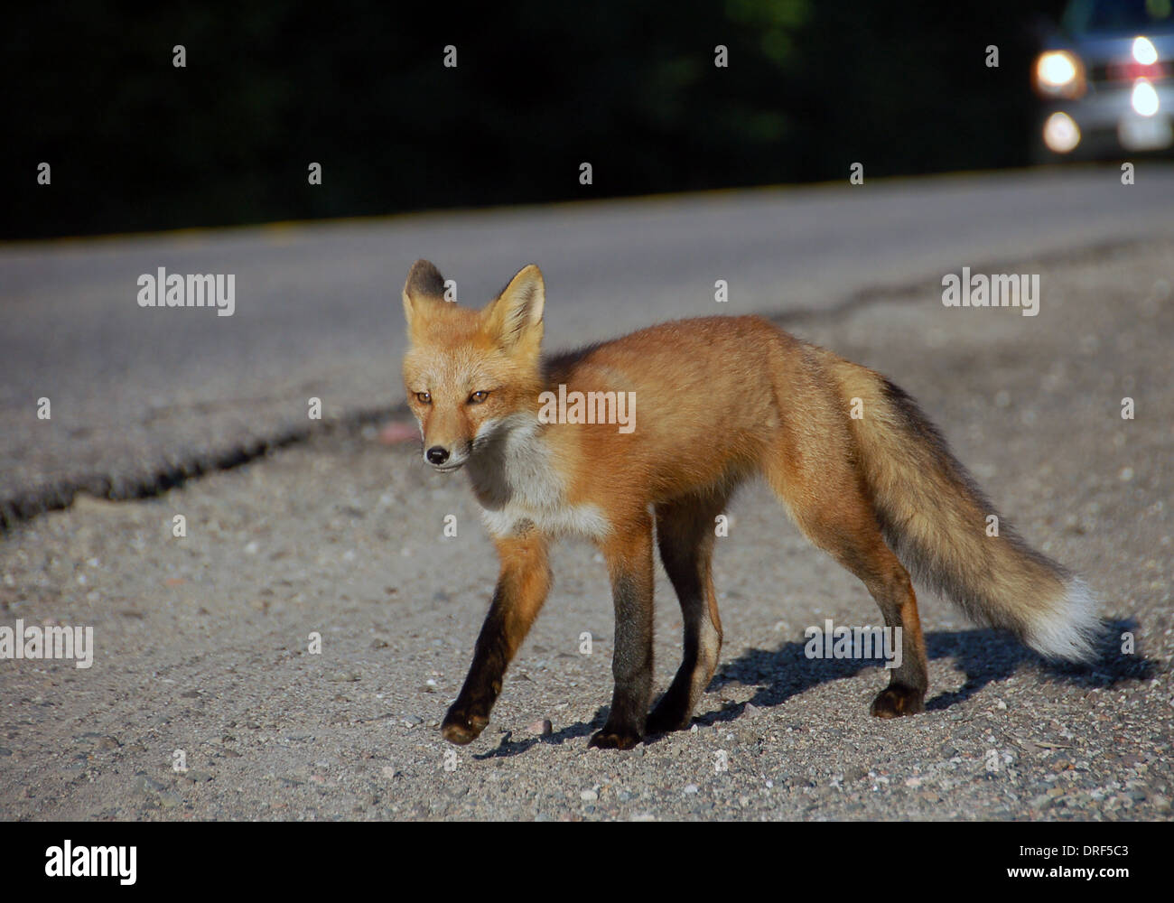 Wild red fox at the side of Northern Ontario road with car in the ...