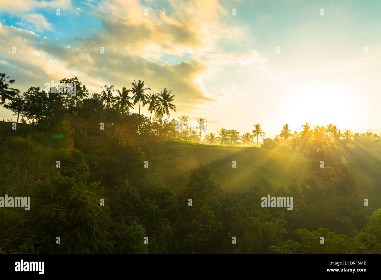 Tropical foliage rising hi-res stock photography and images - Alamy