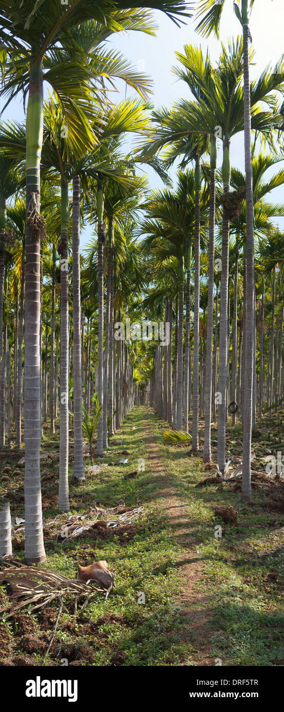 A grove of Areca Palm trees (Areca catechu) are the source of the much ...