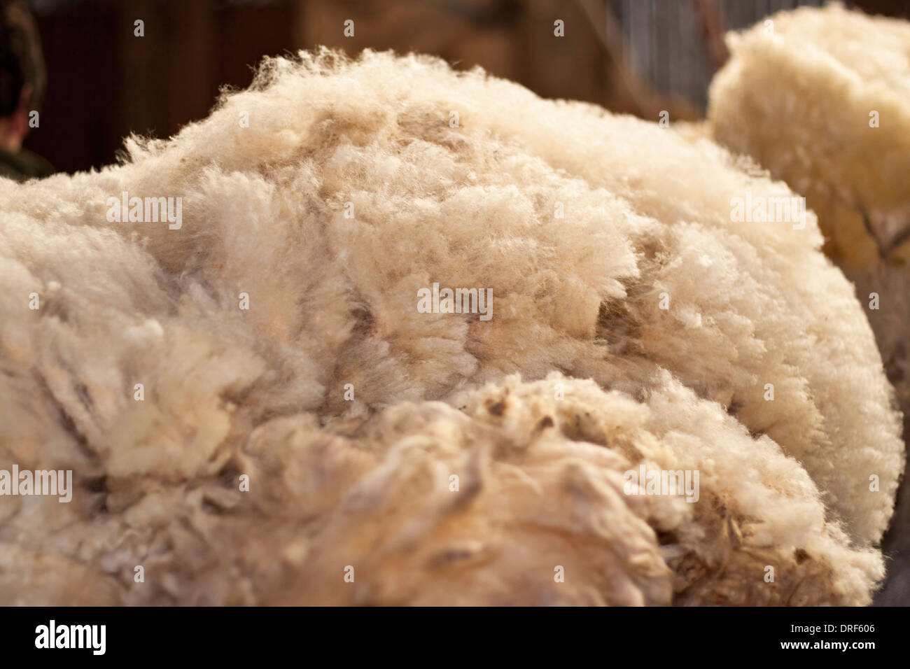 Detail of sheared wool Stock Photo - Alamy