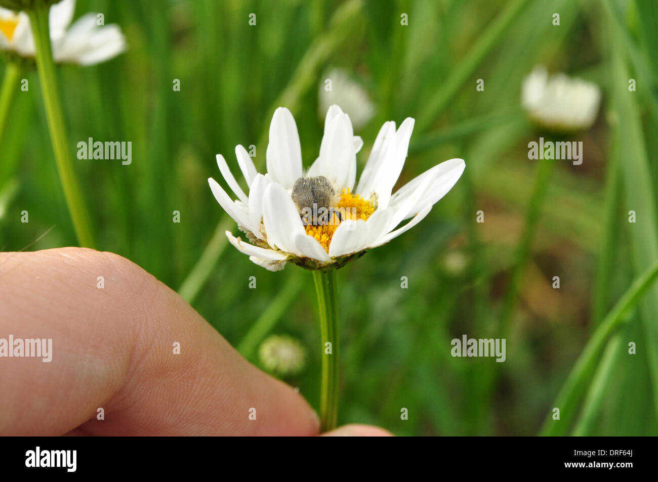 picture of a scarab beetle feeding Stock Photo - Alamy