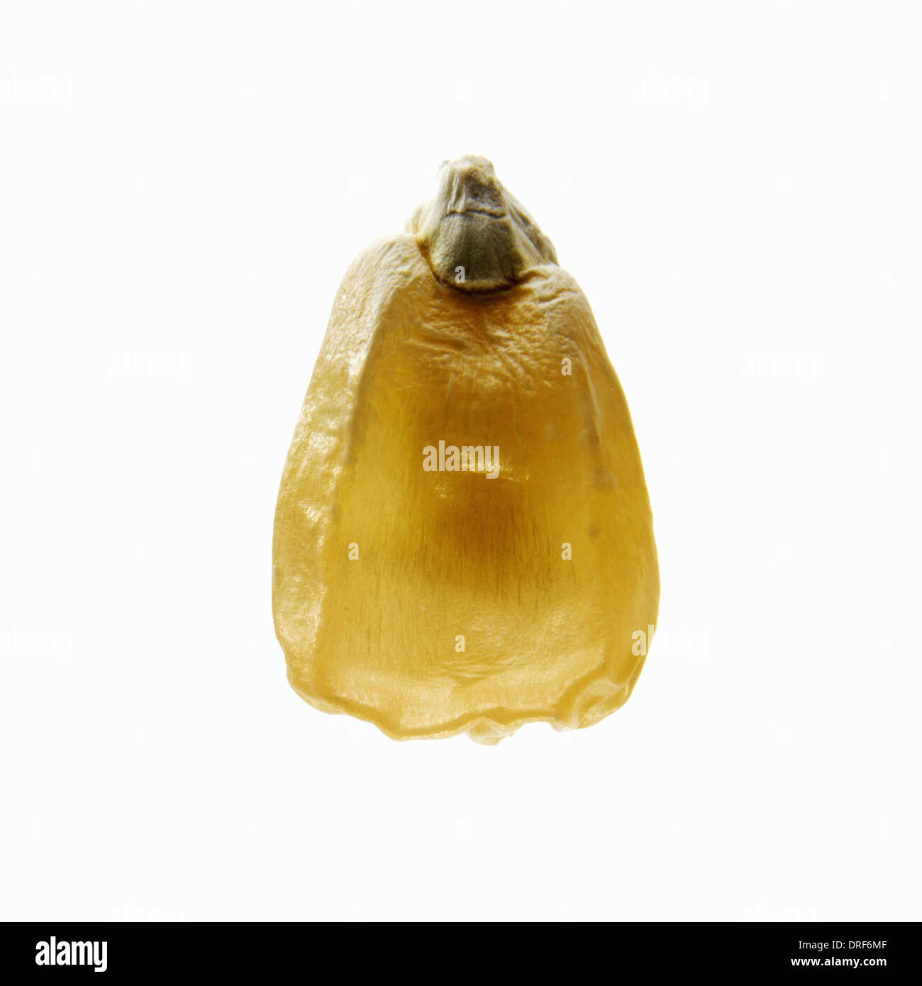 Maize kernel hi-res stock photography and images - Alamy