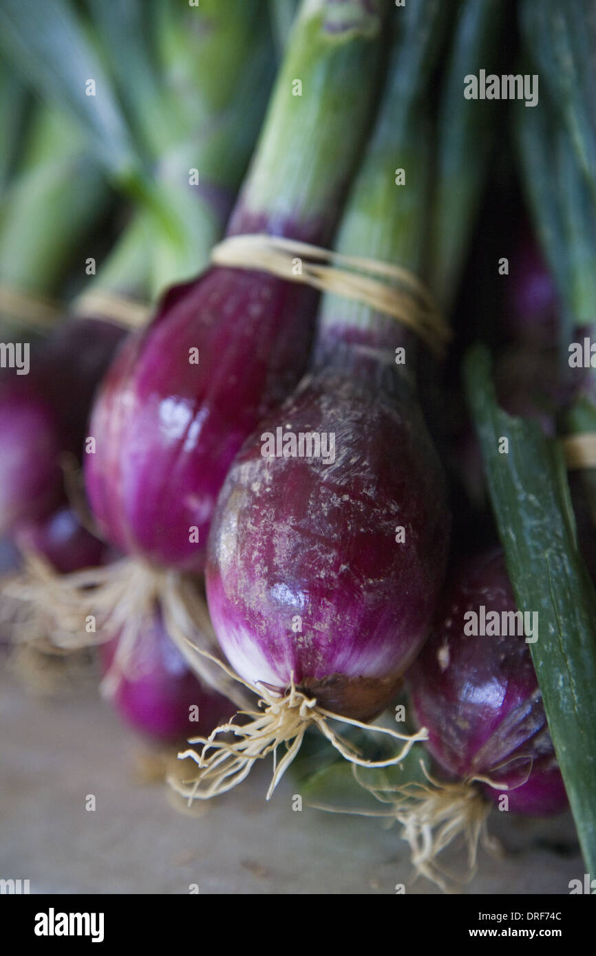 Maryland USA bunch freshly harvested onions tied up in bunches Stock ...