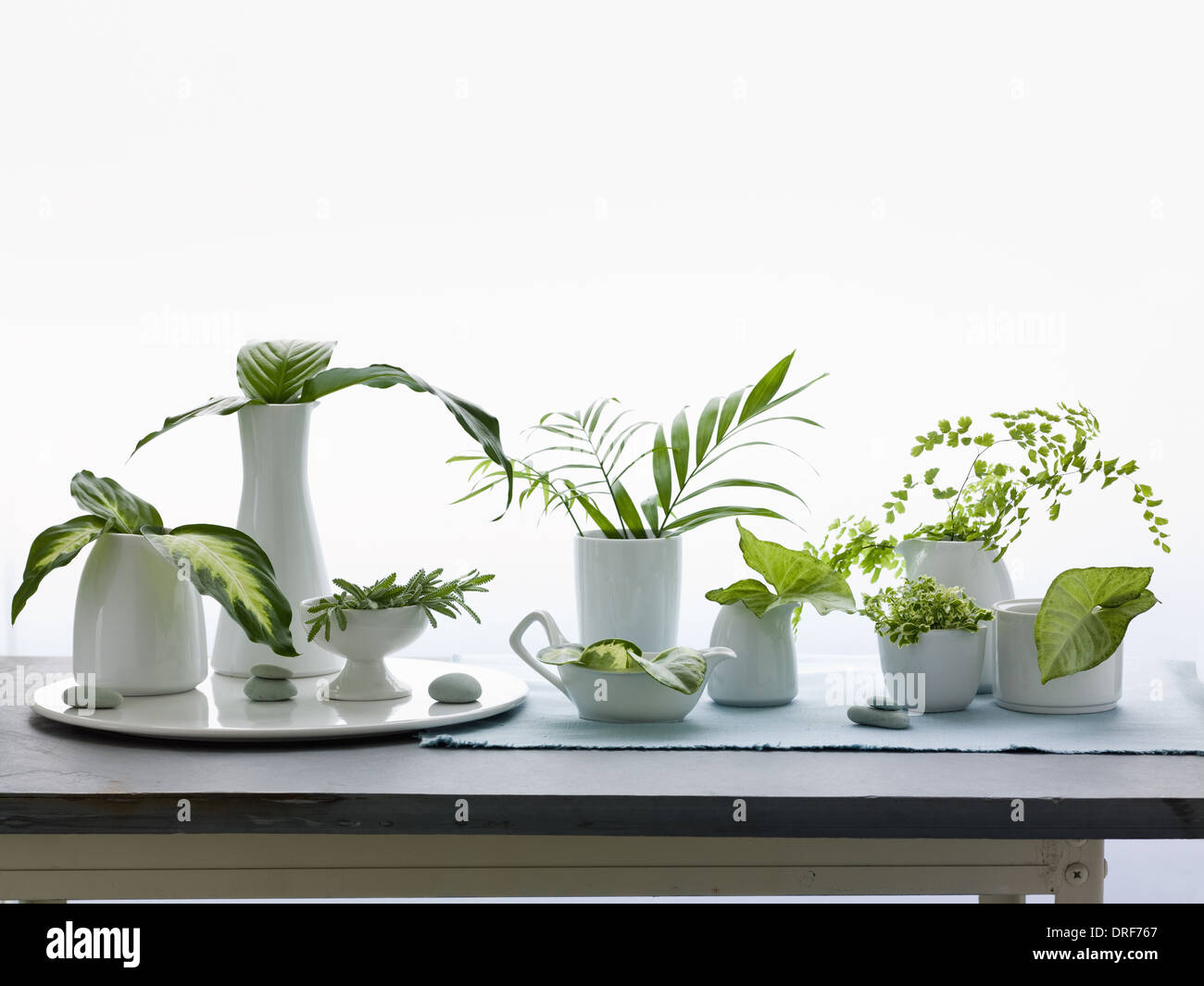 Maryland USA jugs vases green leaves and foliage Studio shot Stock ...