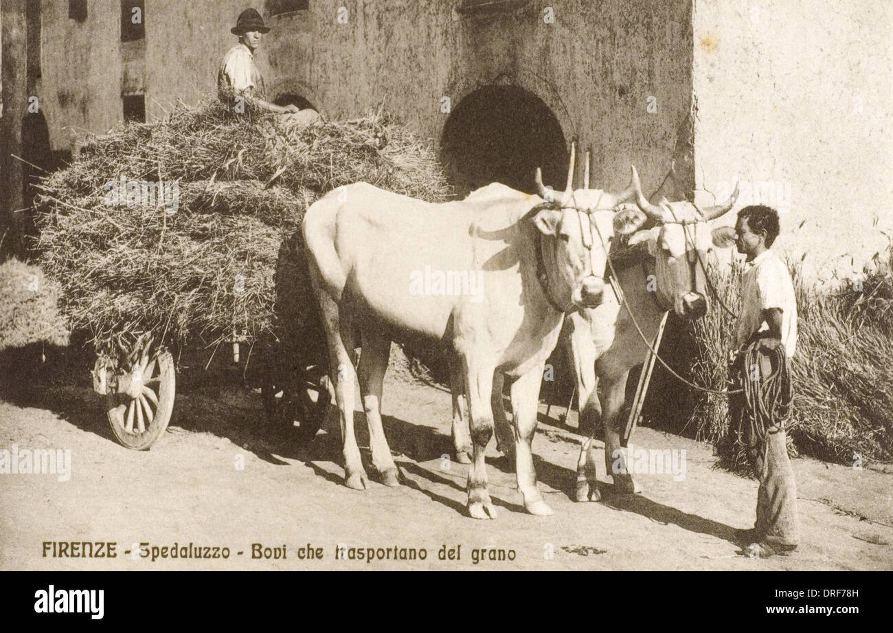 Transporting corn or wheat - Italy Stock Photo - Alamy