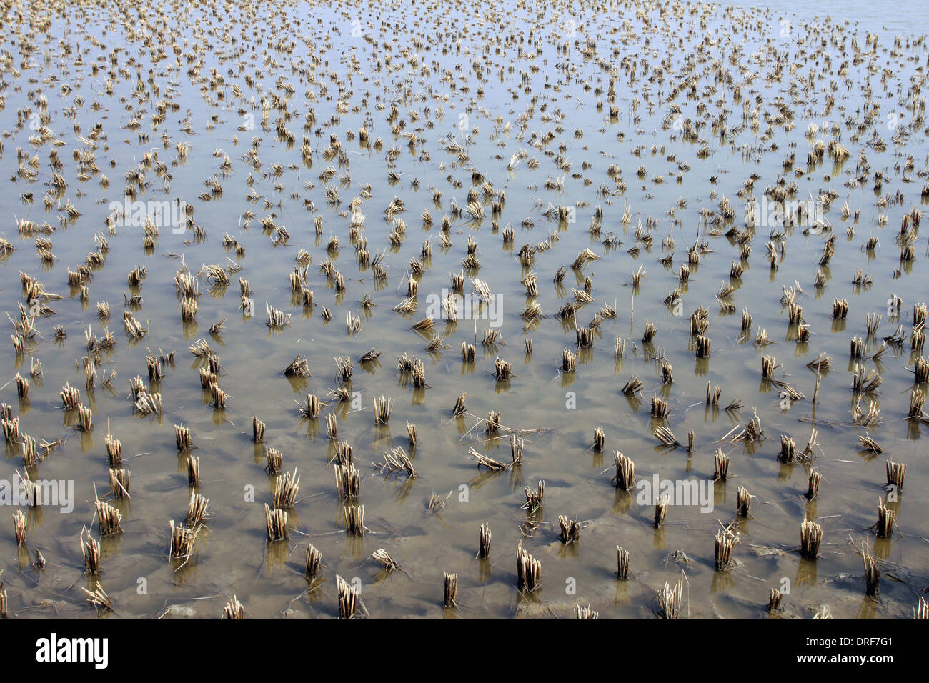 Rice field just after harvesting Stock Photo - Alamy