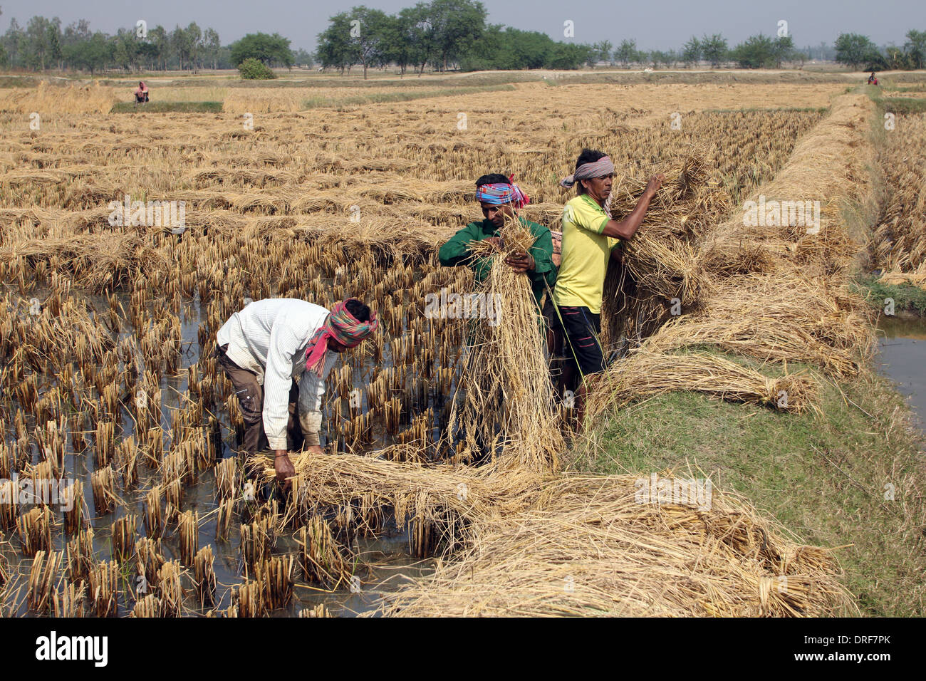 Farmer harvesting rice on rice field on Dec 02, 2012 in Baidyapur, West ...