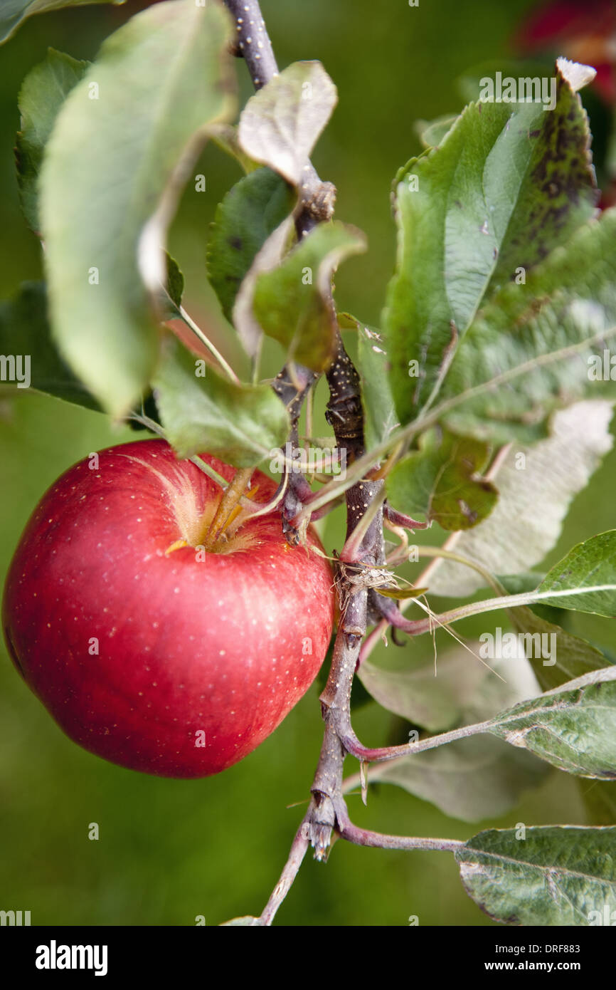 Maryland USA apple tree with red round fruits ready for picking Stock ...