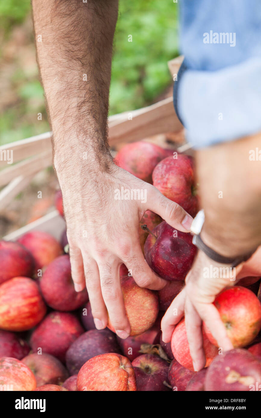Apple picking season hi-res stock photography and images - Alamy