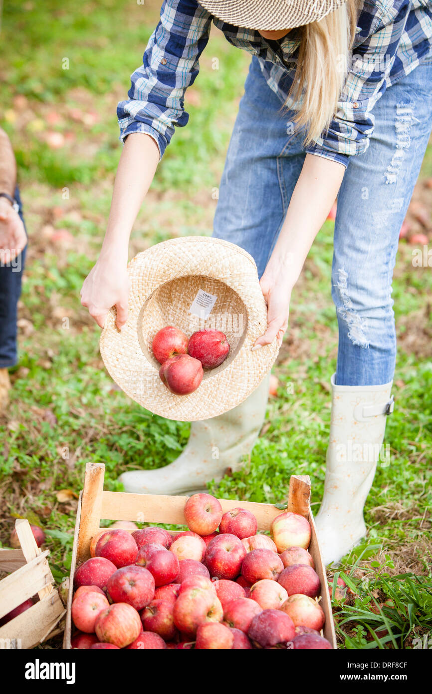 Couple picking apple orchard hi-res stock photography and images - Alamy