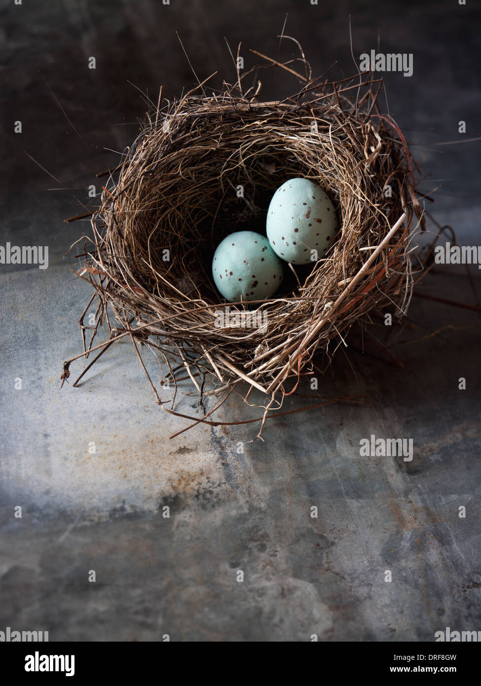 Woodpecker Nest And Eggs
