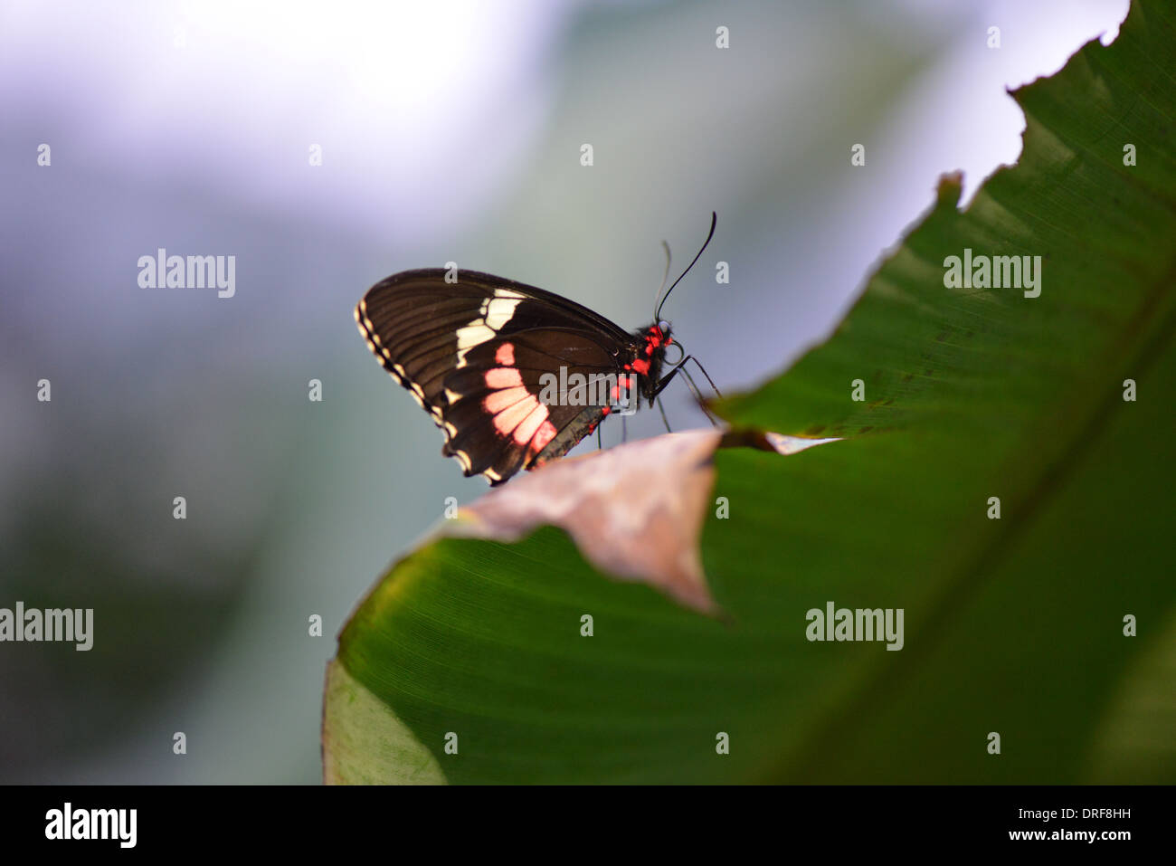 Butterfly waiting on a leaf hi-res stock photography and images - Alamy