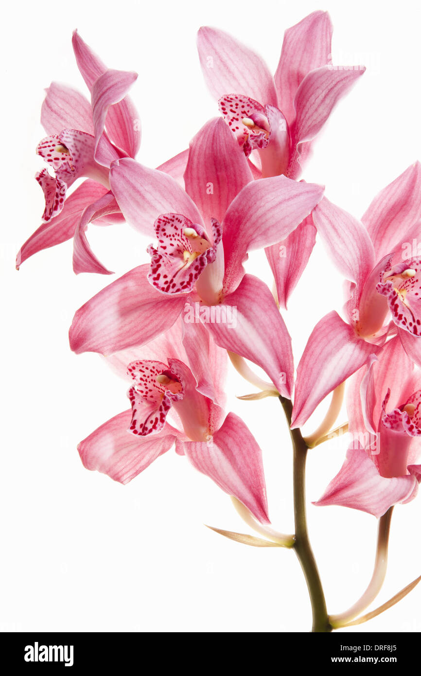 Maryland USA Pink orchid flowers on flowering stalk Stock Photo - Alamy