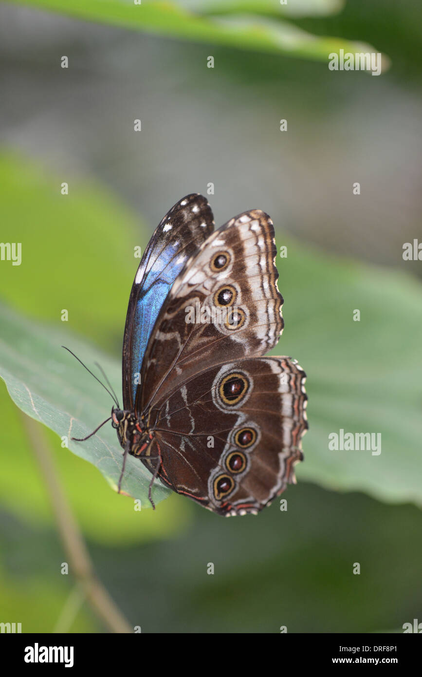Like a blue wonder ,this butterly Stock Photo - Alamy