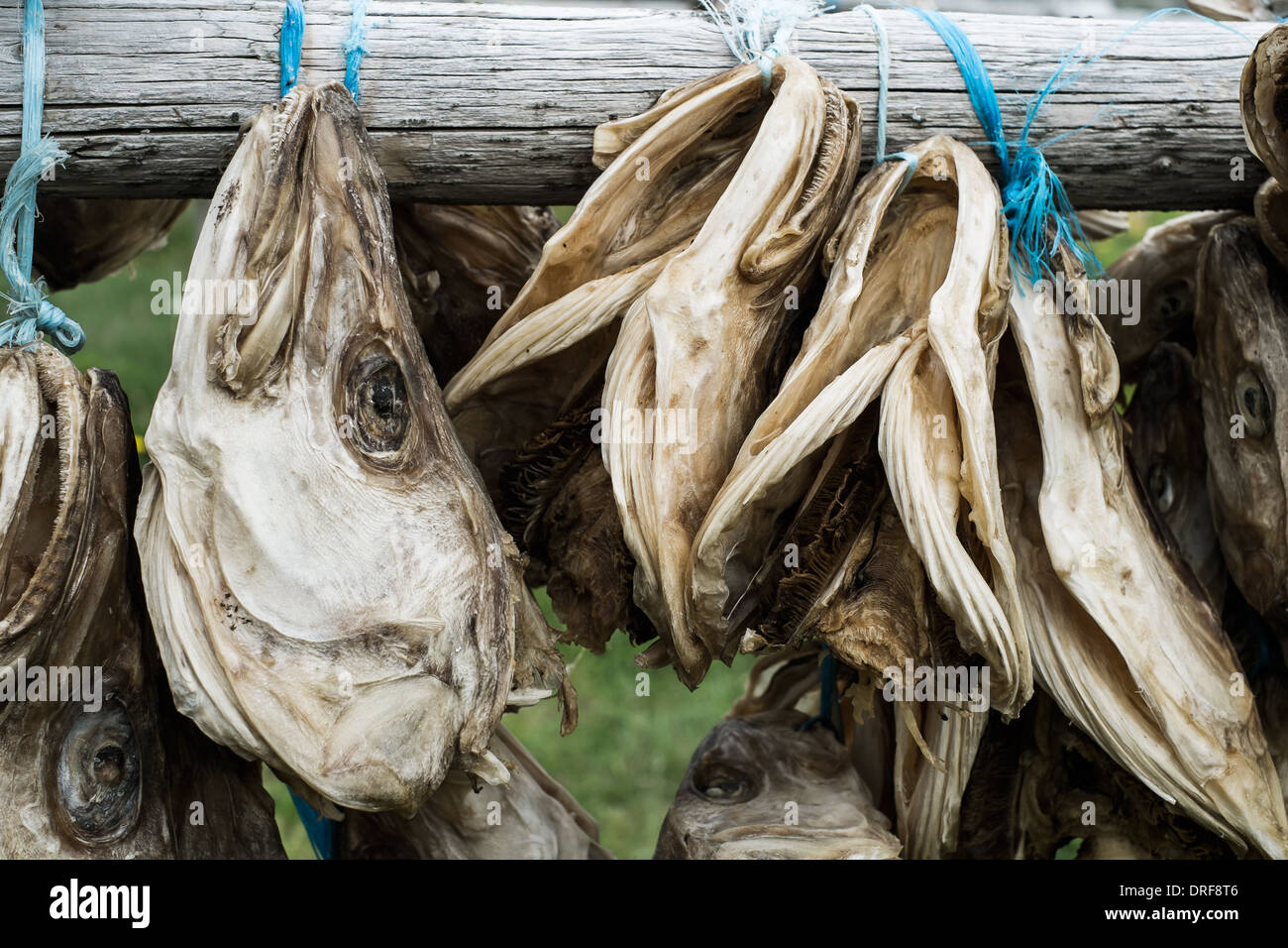 Iceland dried fish hi-res stock photography and images - Alamy