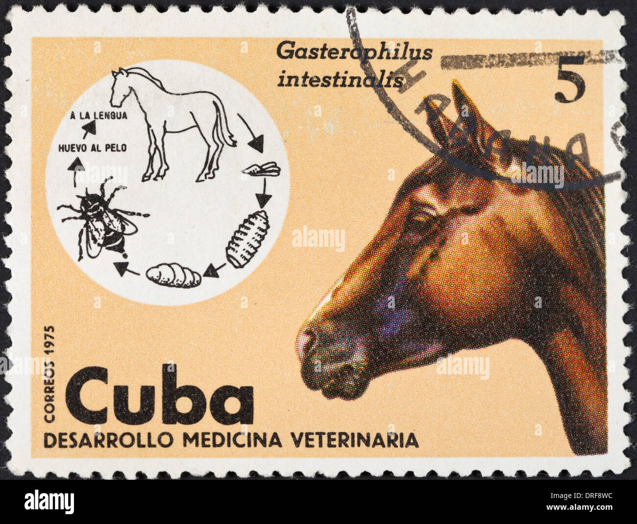 Veterinary stamp hi-res stock photography and images - Alamy