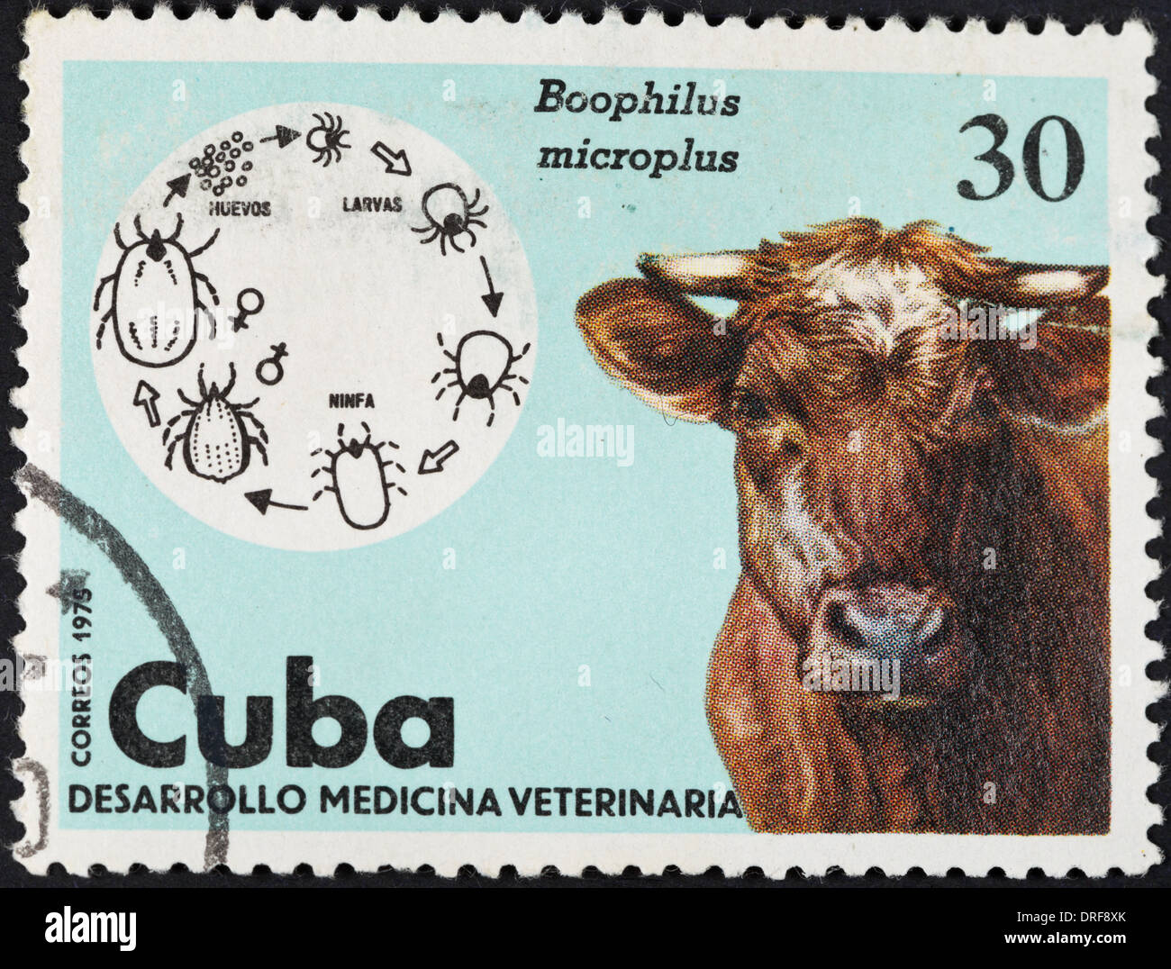 Rhipicephalus boophilus microplus hi-res stock photography and images ...