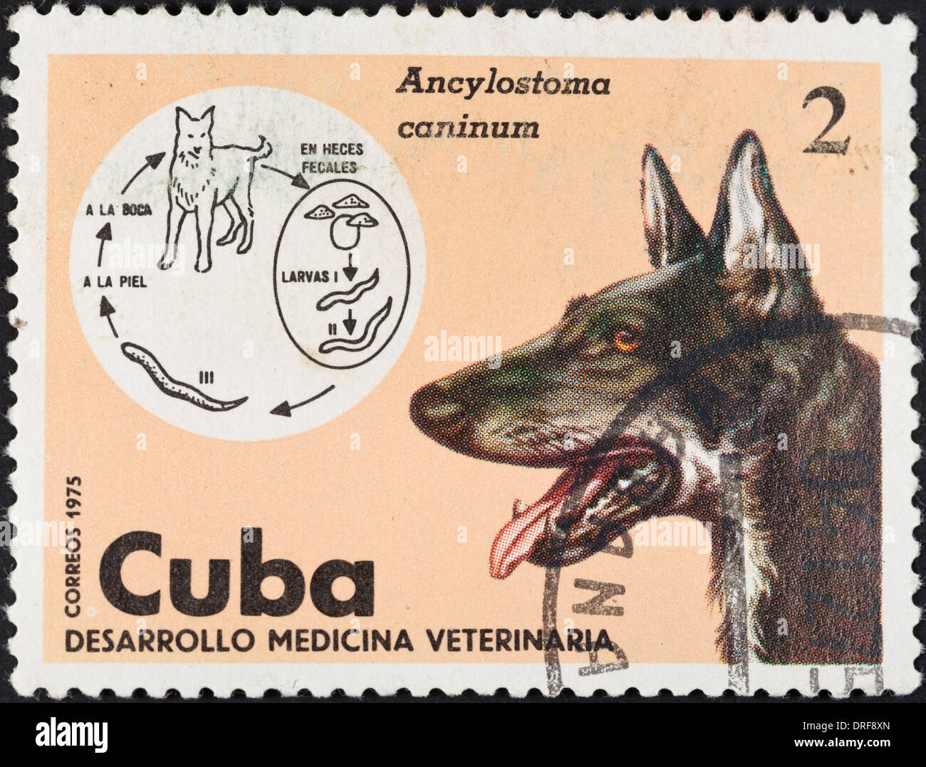 Veterinary stamp hi-res stock photography and images - Alamy