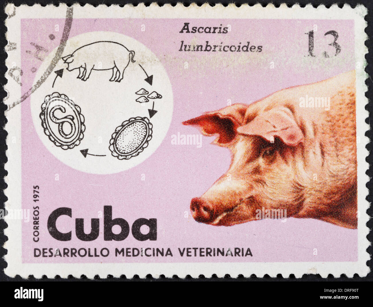 Veterinary stamp hi-res stock photography and images - Alamy