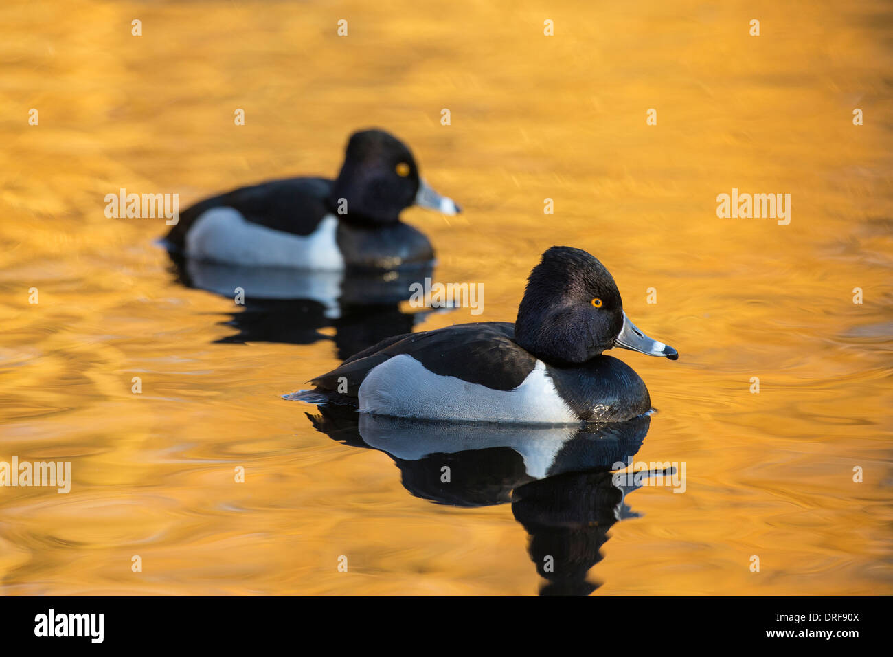 Ring necked duck drakes cruising on golden pond-Victoria, British ...