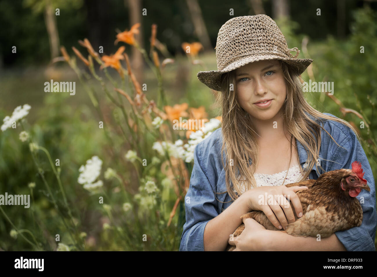New York state USA young girl holding domestic hen brown feathers Stock ...