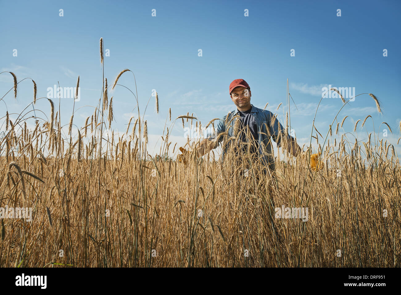 New York state USA man in field tall ripening wheat corn stalks crop ...