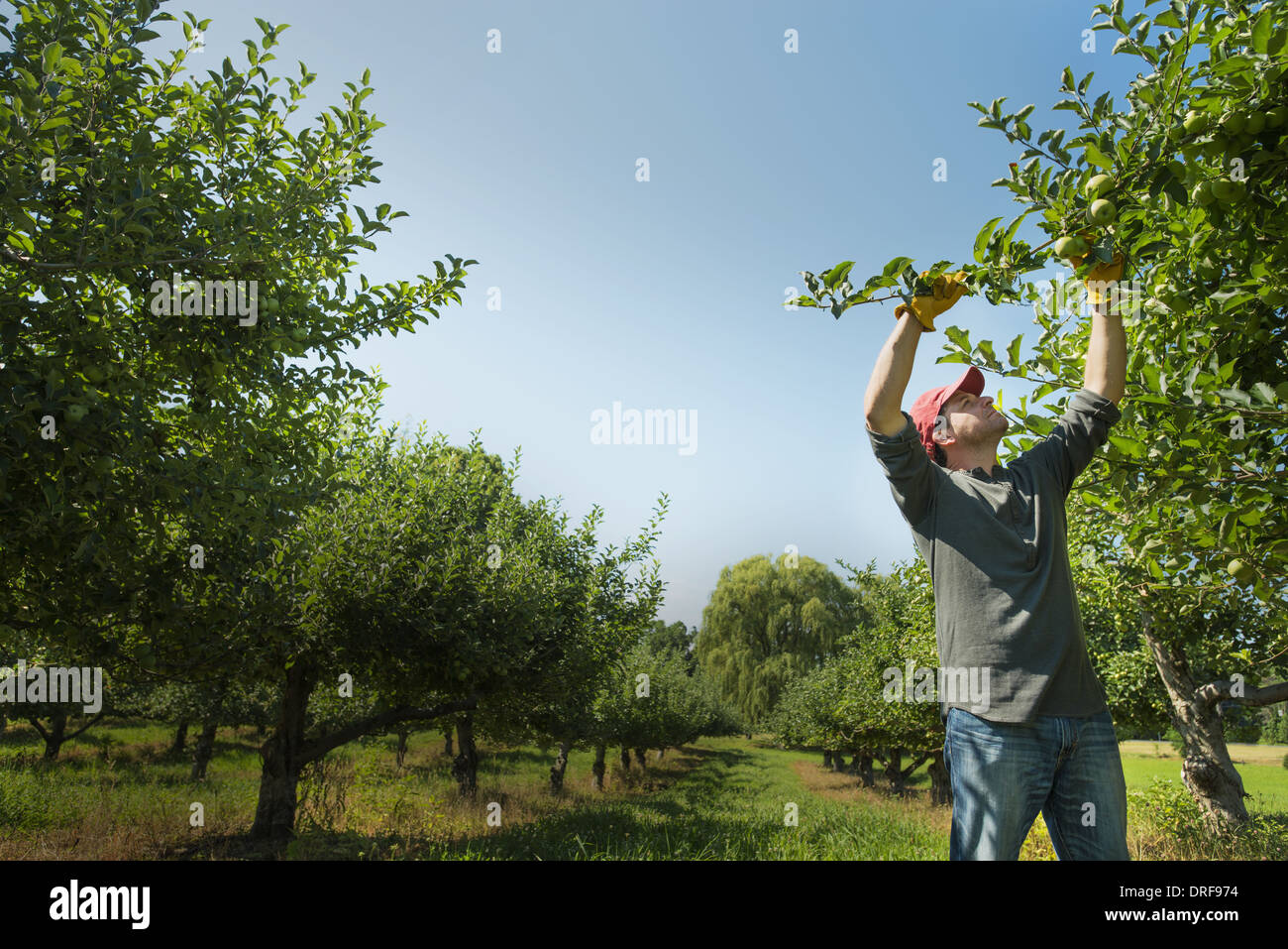 Orchard picker hi-res stock photography and images - Alamy