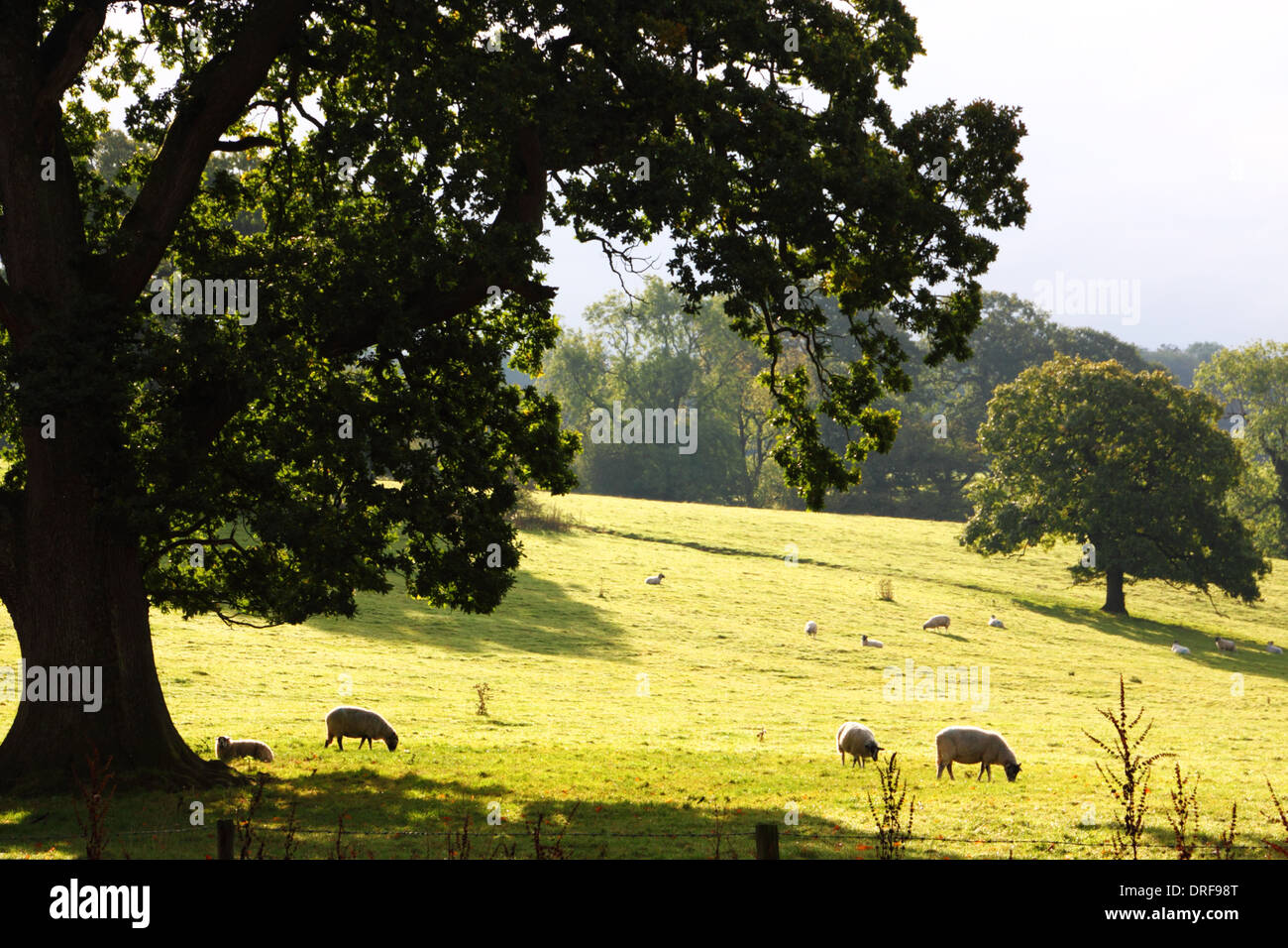Sheep grazing under trees and a sunlit pasture Stock Photo - Alamy