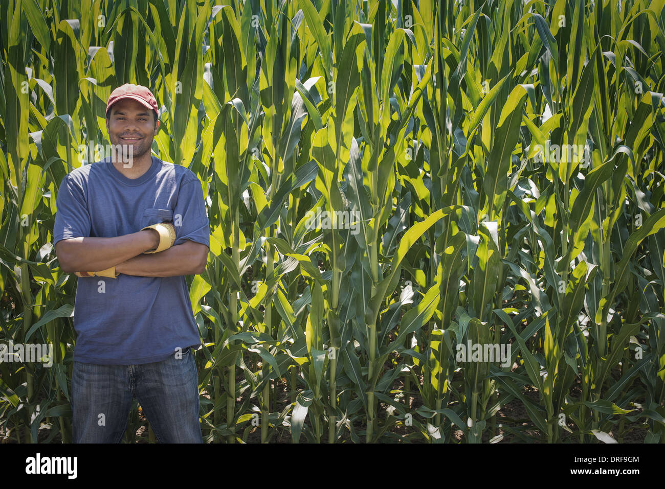 New York state USA young man standing tall maize corn crop in field ...