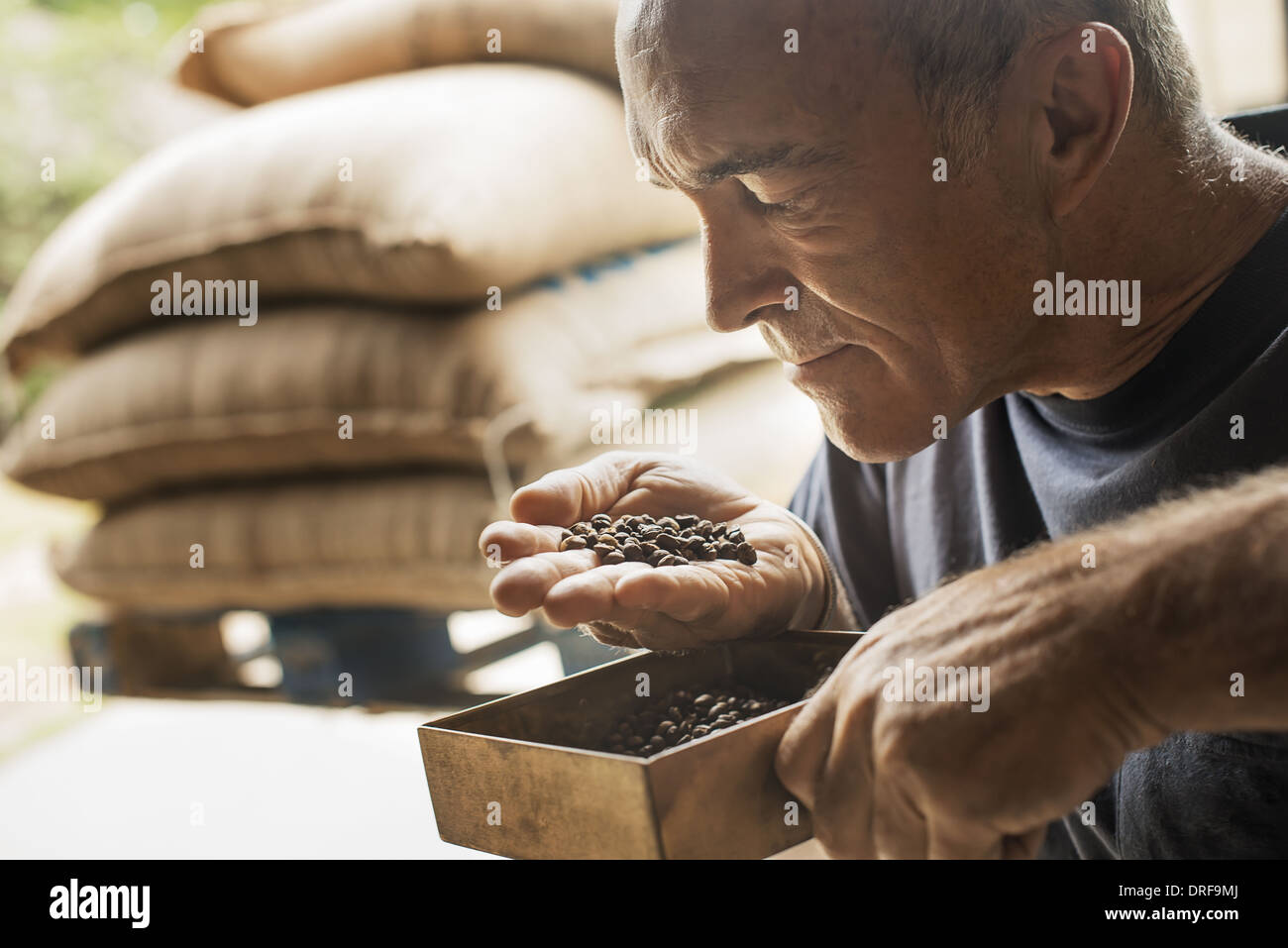 New York state USA man examining smelling the aroma of coffee beans ...