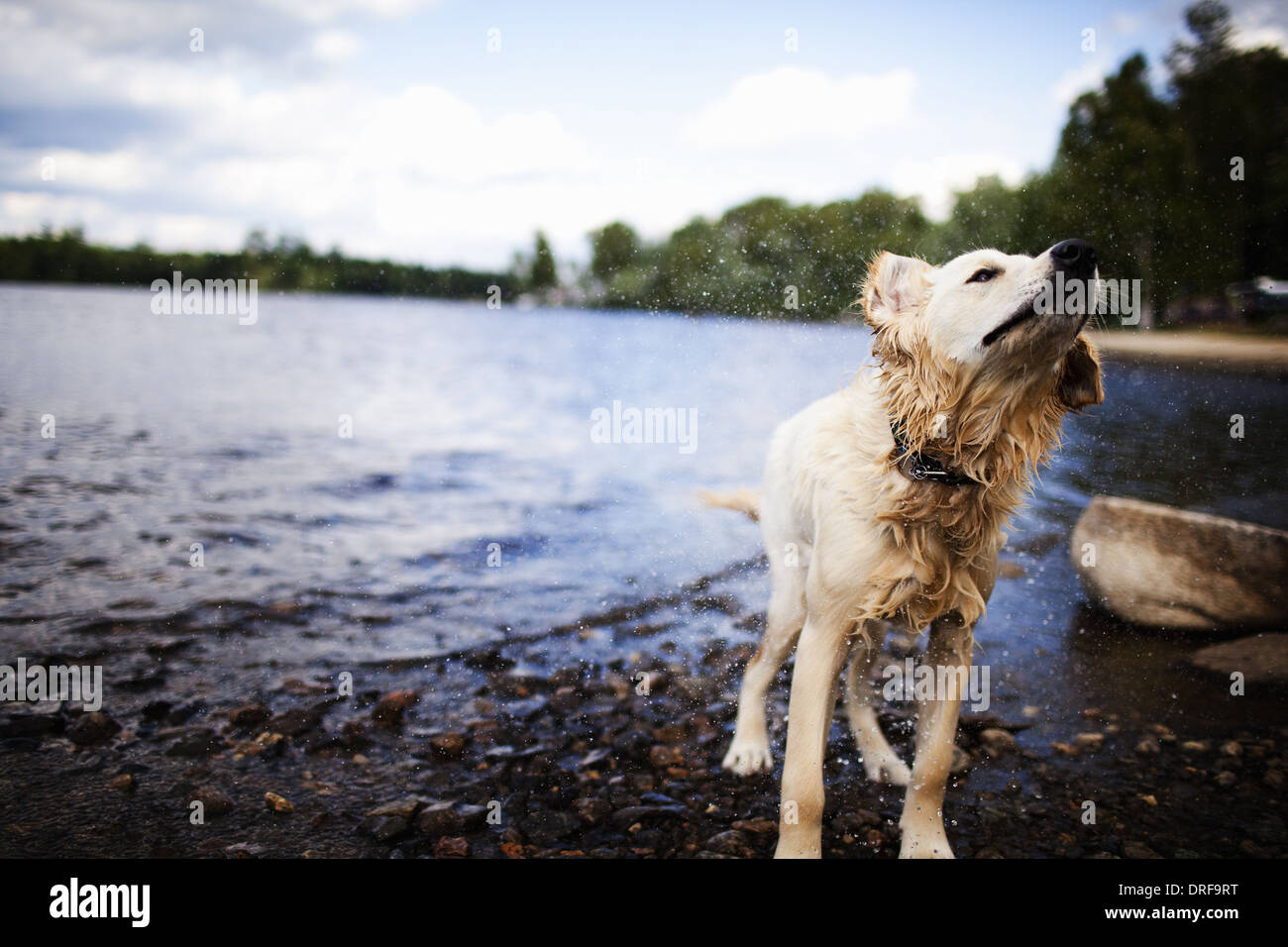 Wet dog hi-res stock photography and images - Alamy