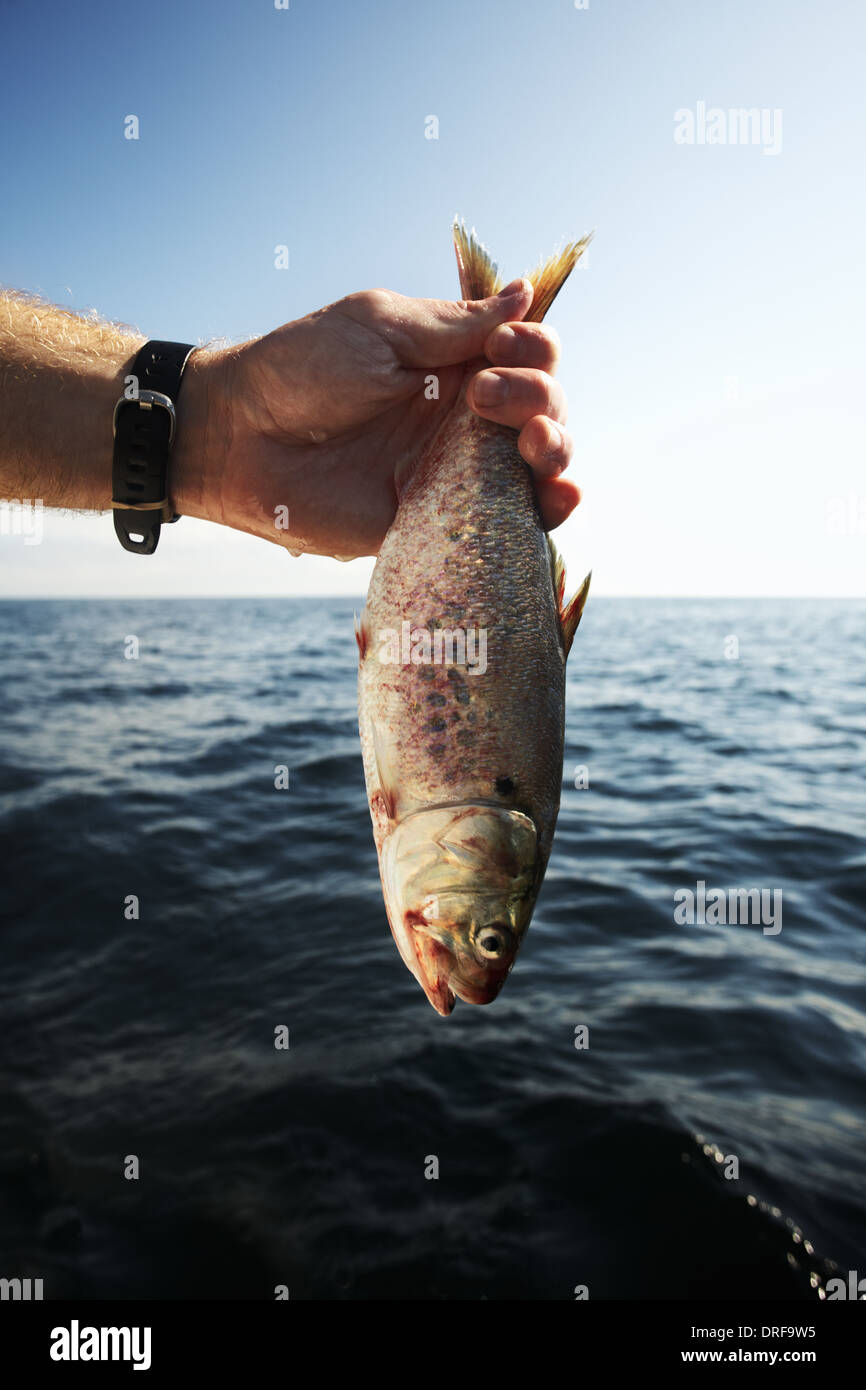 USA man holding large fish by the tail over the water Stock Photo - Alamy