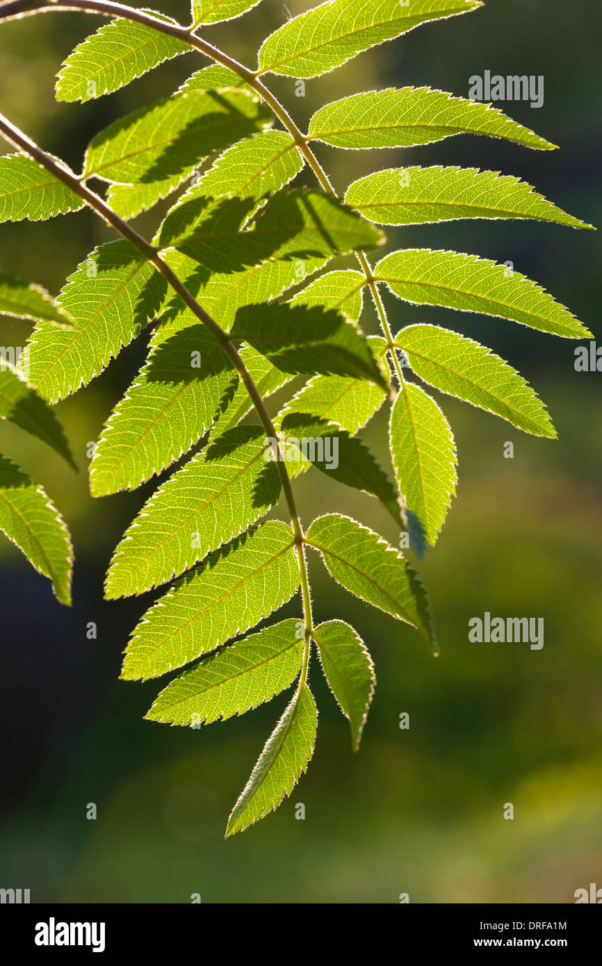 Rowan leaves hi-res stock photography and images - Alamy