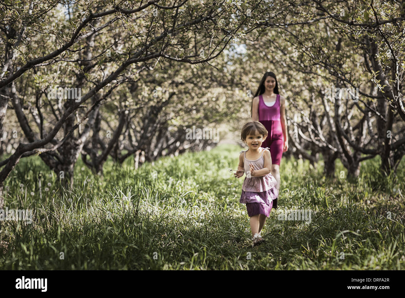 Overarching trees hi-res stock photography and images - Alamy