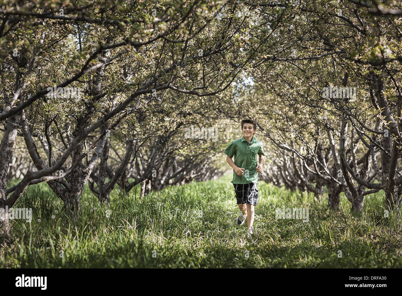 Overarching tree hi-res stock photography and images - Alamy