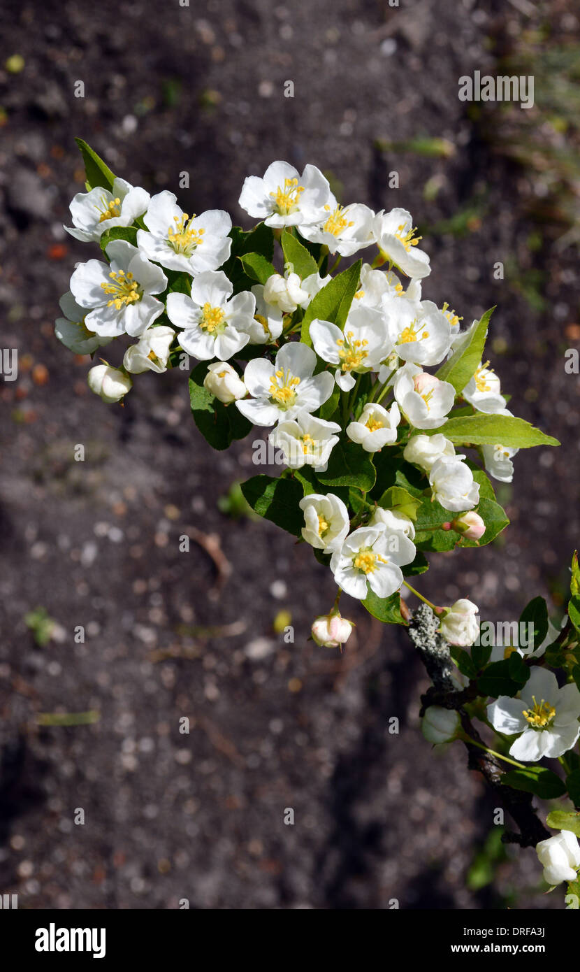 Rock garden tree hi-res stock photography and images - Alamy