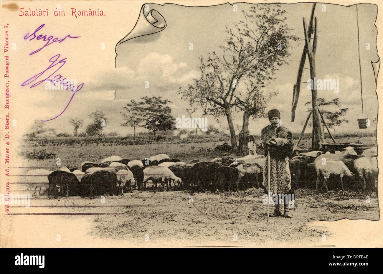 Romanian shepherd with his flock Stock Photo - Alamy
