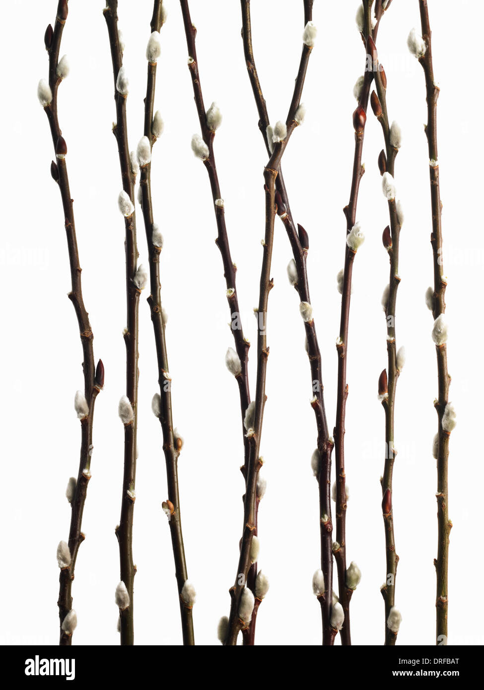 Twigs budding flowering shrubs Salix pussywillow Stock Photo - Alamy