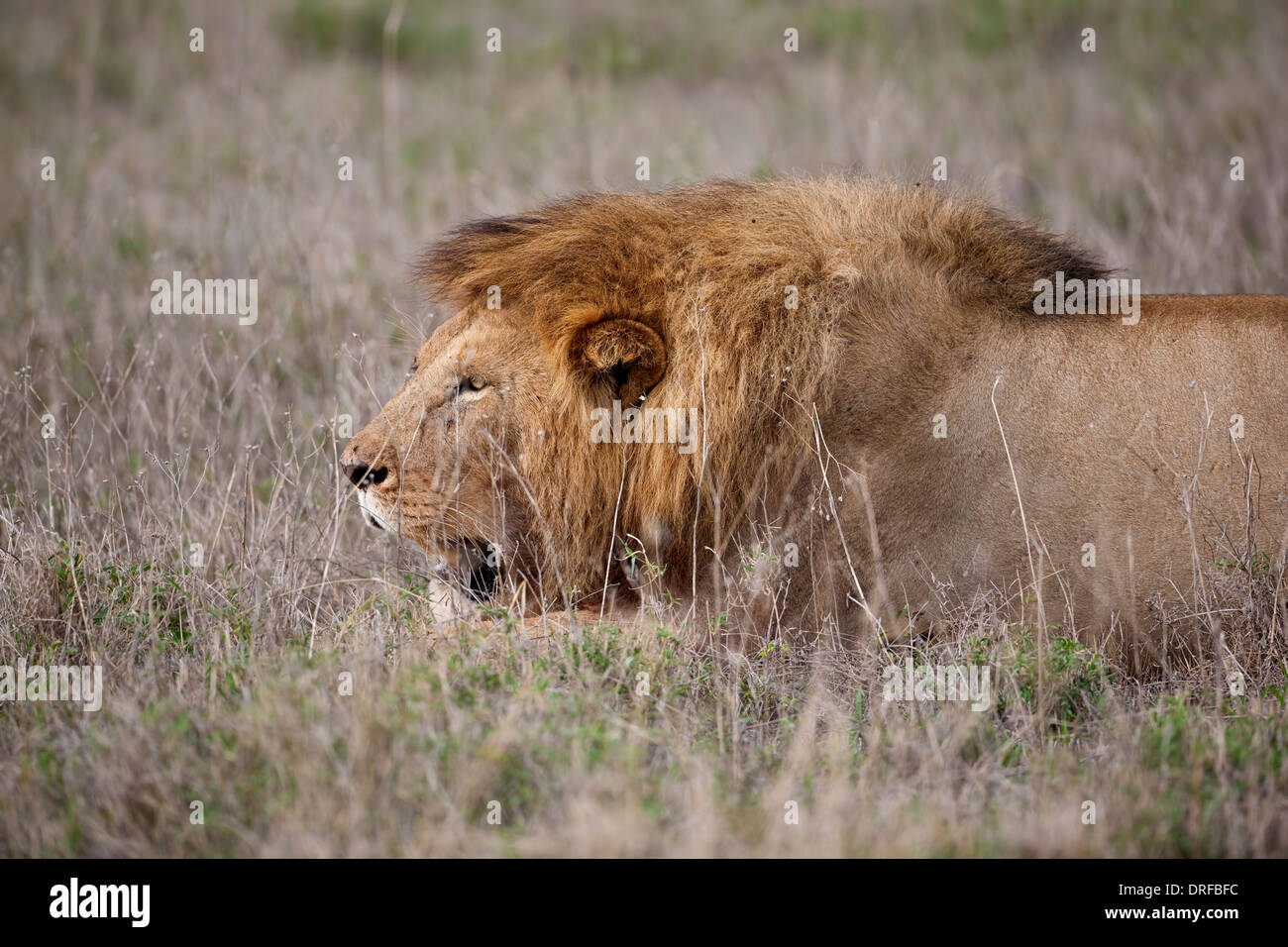Male Lion Stalking Watch: Lion Stalks Sleeping Lion Resulting In