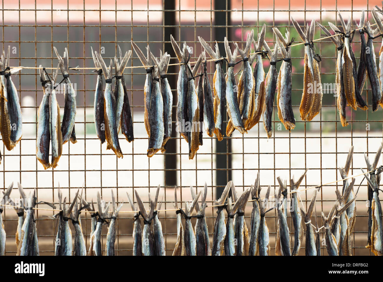 Fish hangs hi-res stock photography and images - Alamy