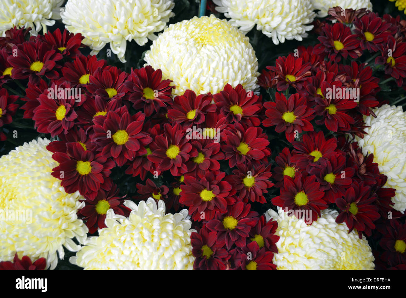 A Display of Dark Red Daisy & White Pompom Chrysanthemums at the ...