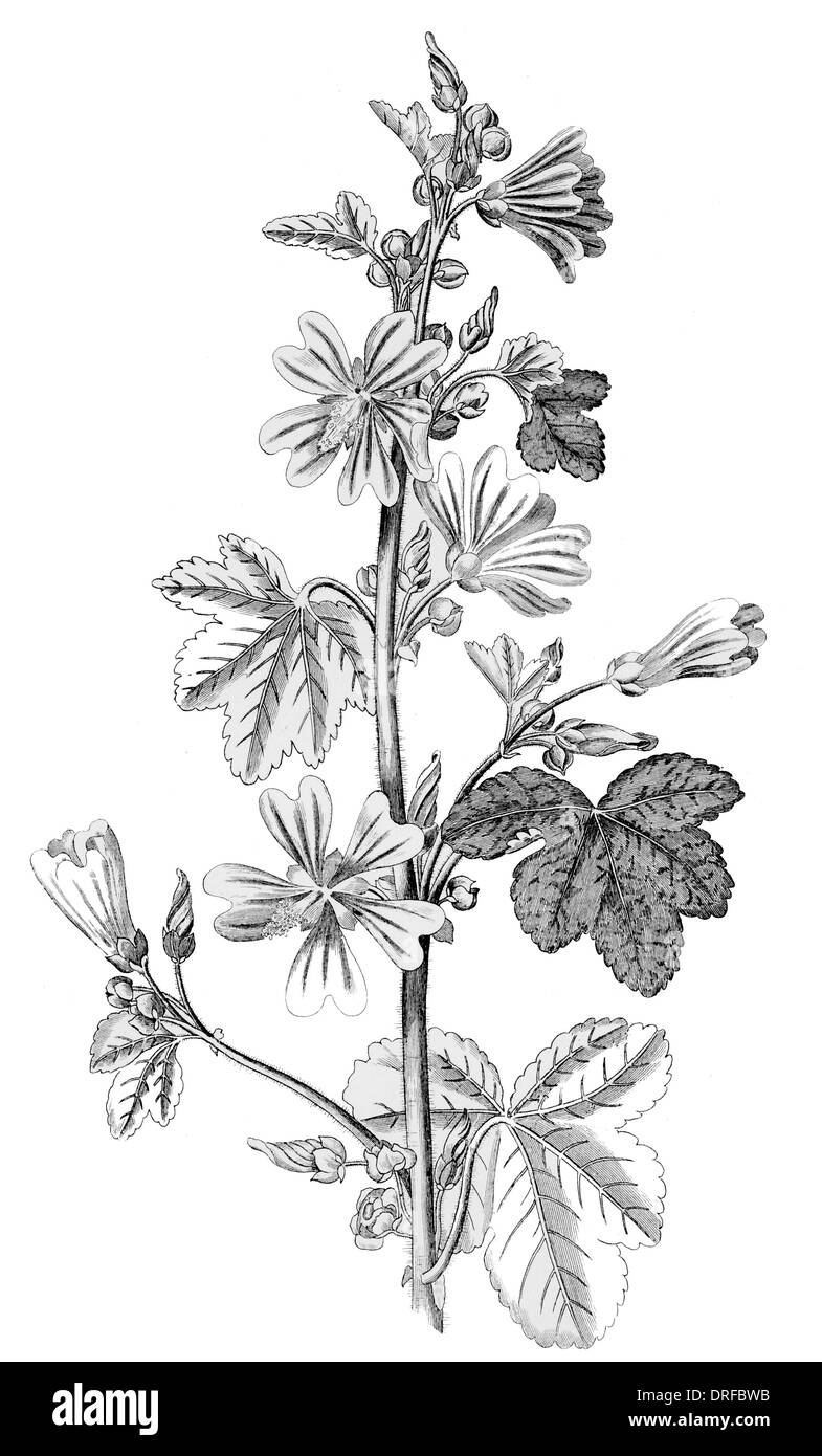 Malva Sylvestris. Common Mallow Stock Photo - Alamy