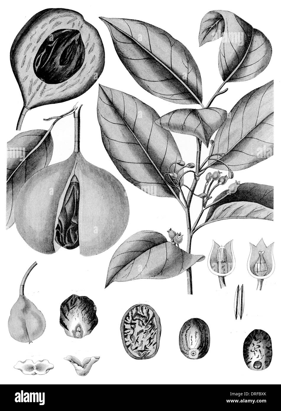 Nutmeg Plant Drawing
